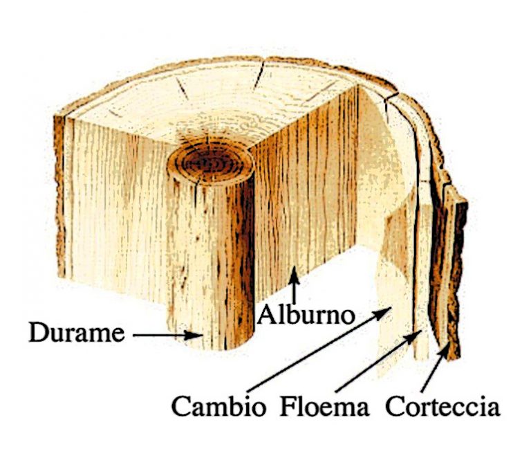 Come creare una tavola in legno dall'albero 1a parte - Piallato.it